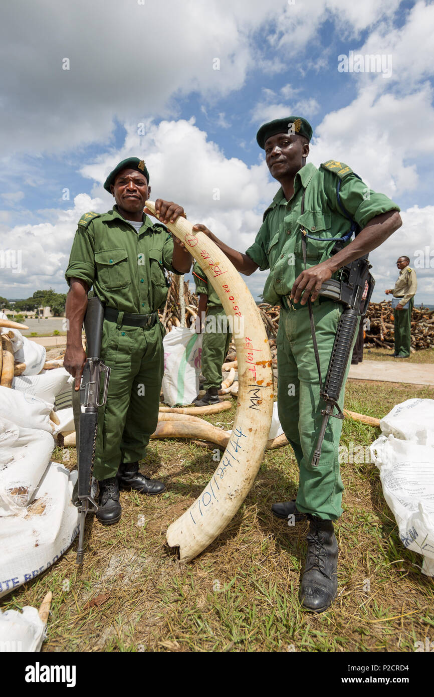 Workers and rangers stack and sort ivory for ivory burning ceremony ...