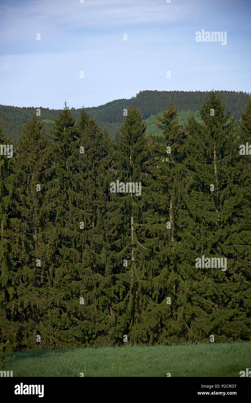 Landscape with branches of trees in pine wood forest in Sauerland ...
