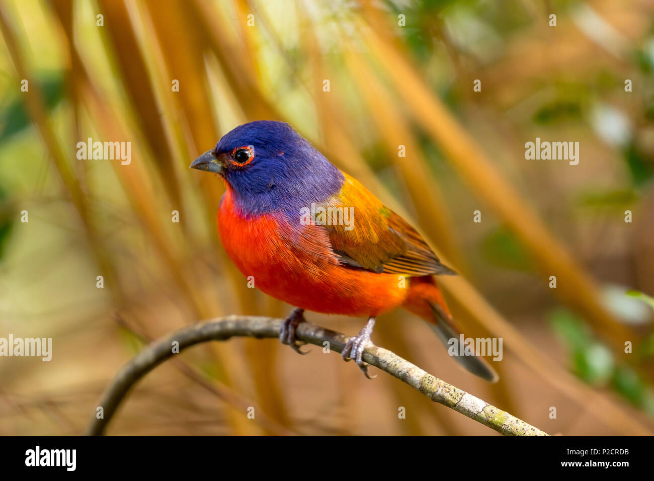 Captured this beautiful male painted bunting sitting on a tree branch ...
