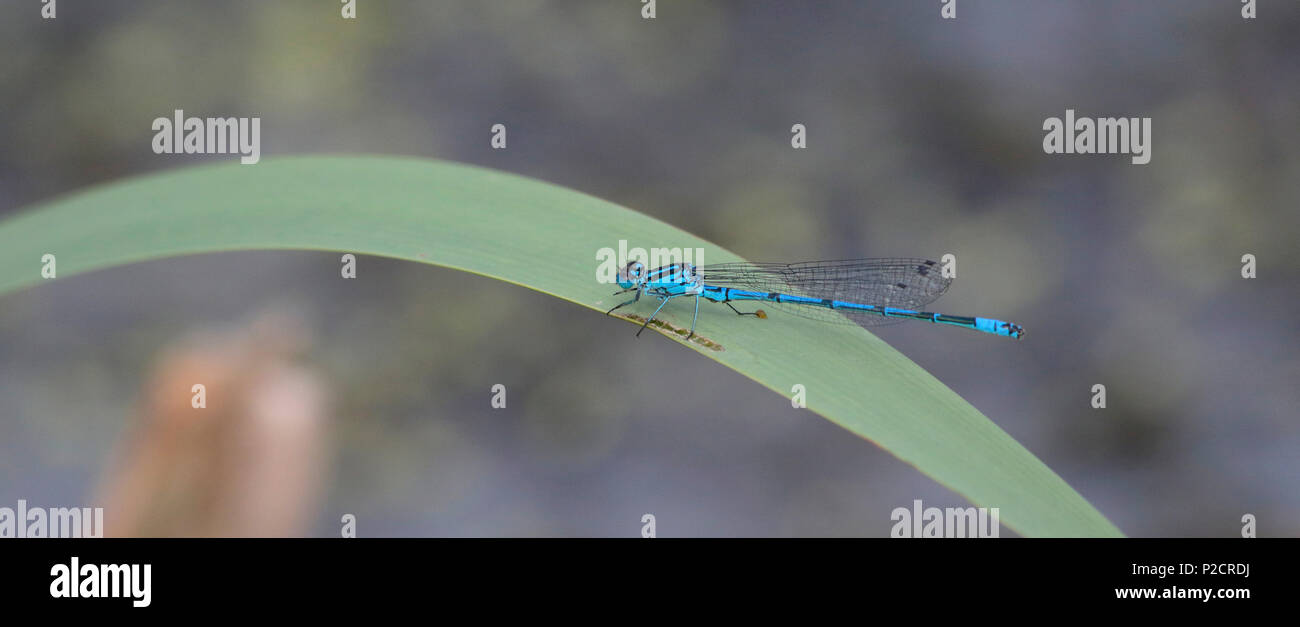 Azure damselfly insect resting hi-res stock photography and images - Alamy