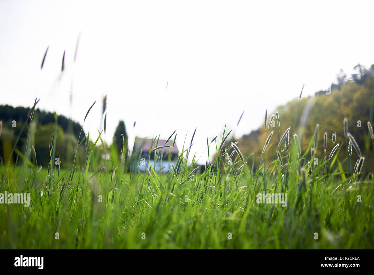 Landscape with a field of greenery and spring flowers in the foreground ...