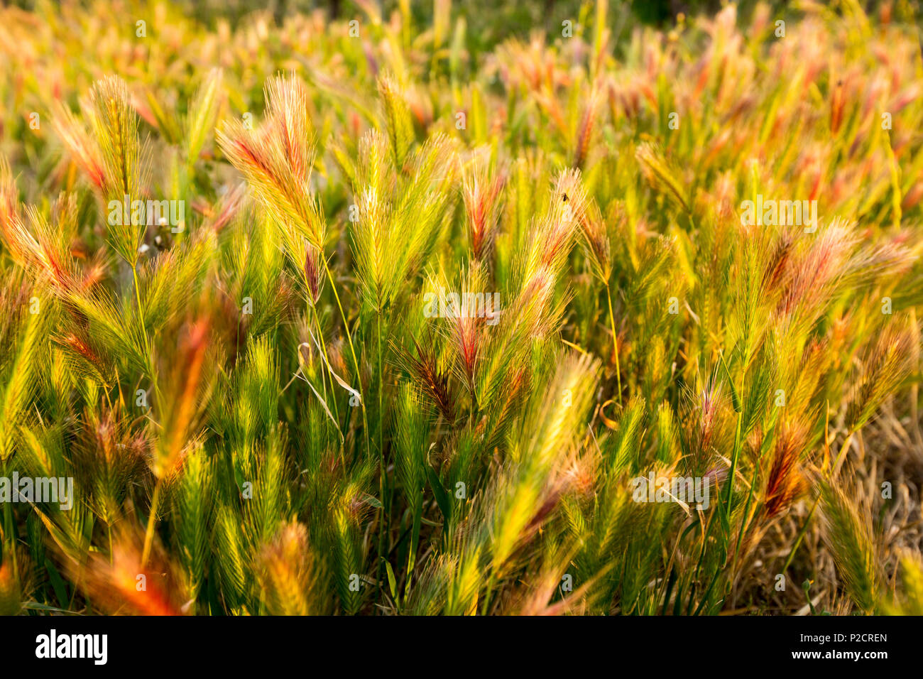 Ceral hi-res stock photography and images - Alamy