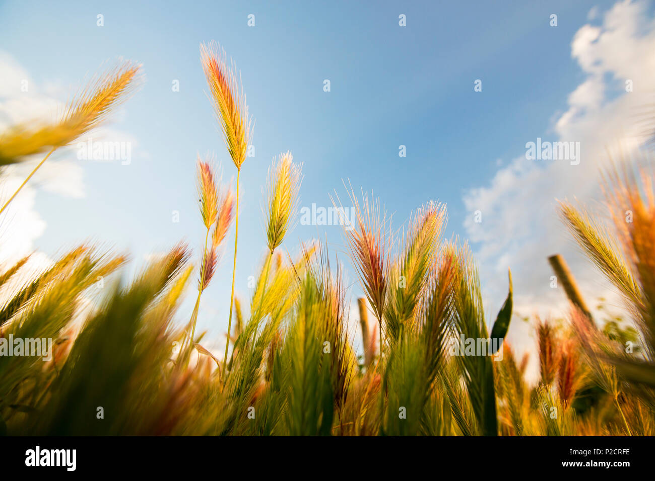 Ceral hi-res stock photography and images - Alamy