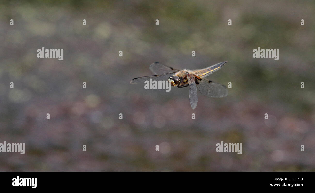 Four-spotted Chaser dragonfly Stock Photo - Alamy