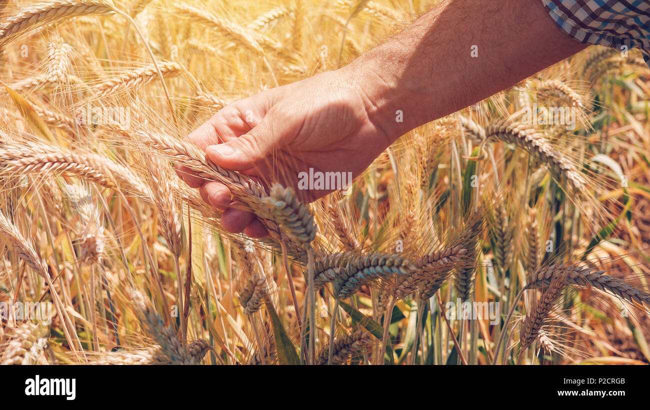 Farmer agronomist touching cultivated green wheat in field during the ...