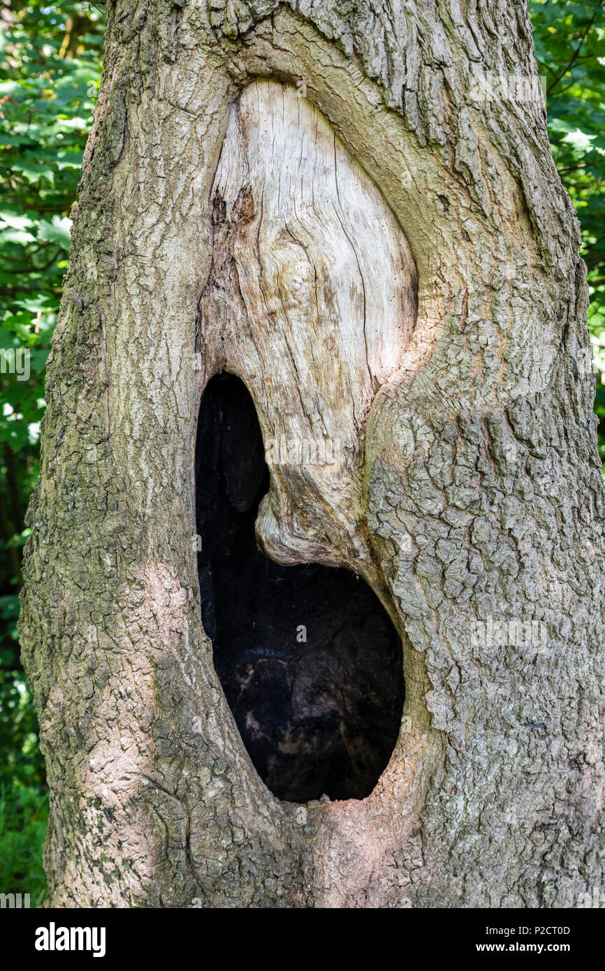 Hollow in a tree in woodland Stock Photo - Alamy
