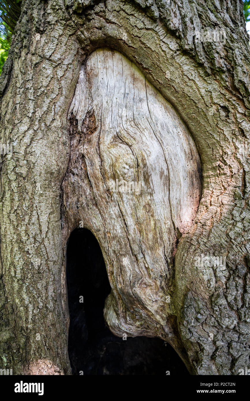 Hollow in a tree in woodland Stock Photo - Alamy