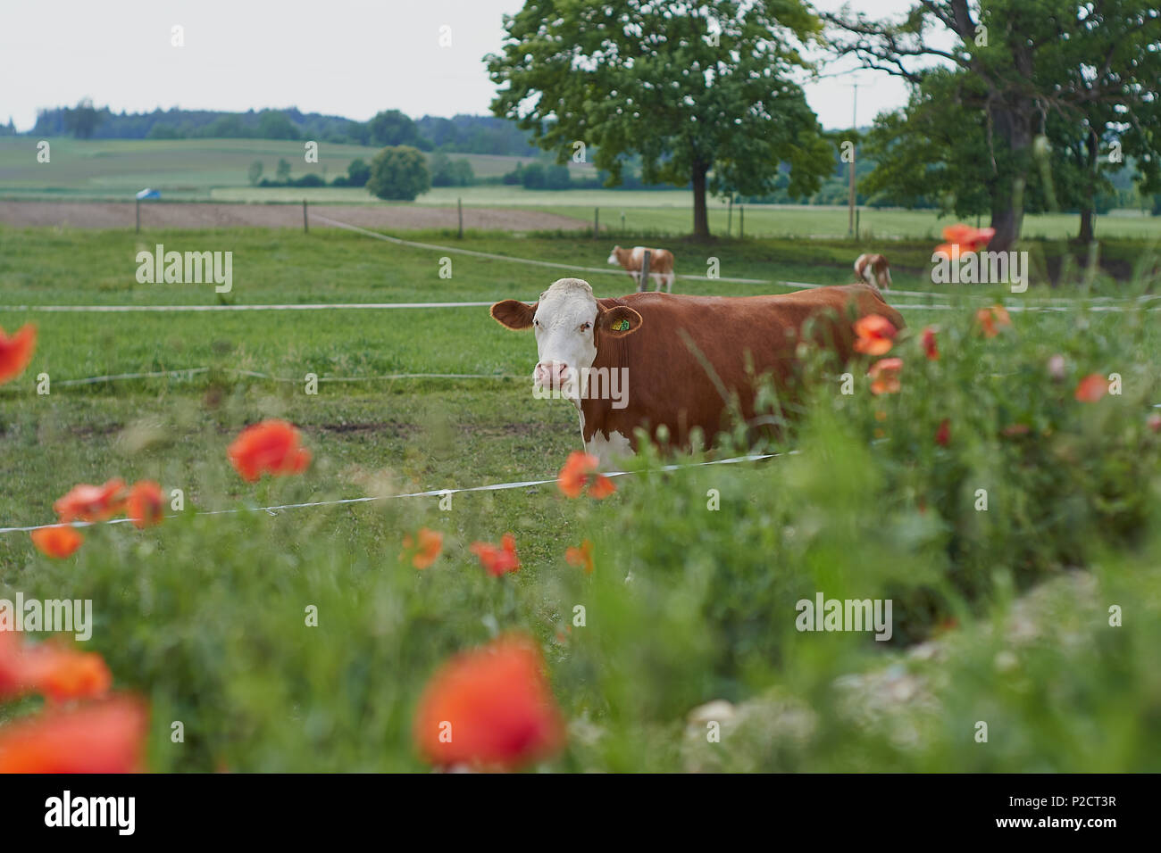 Cow on a farm with red poppy flowers. Poppy flowers and blue sky in the ...