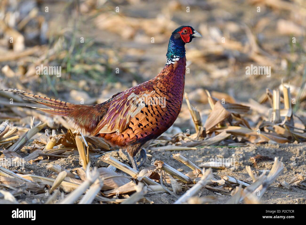 Rooster Pheasant High Resolution Stock Photography and Images - Alamy