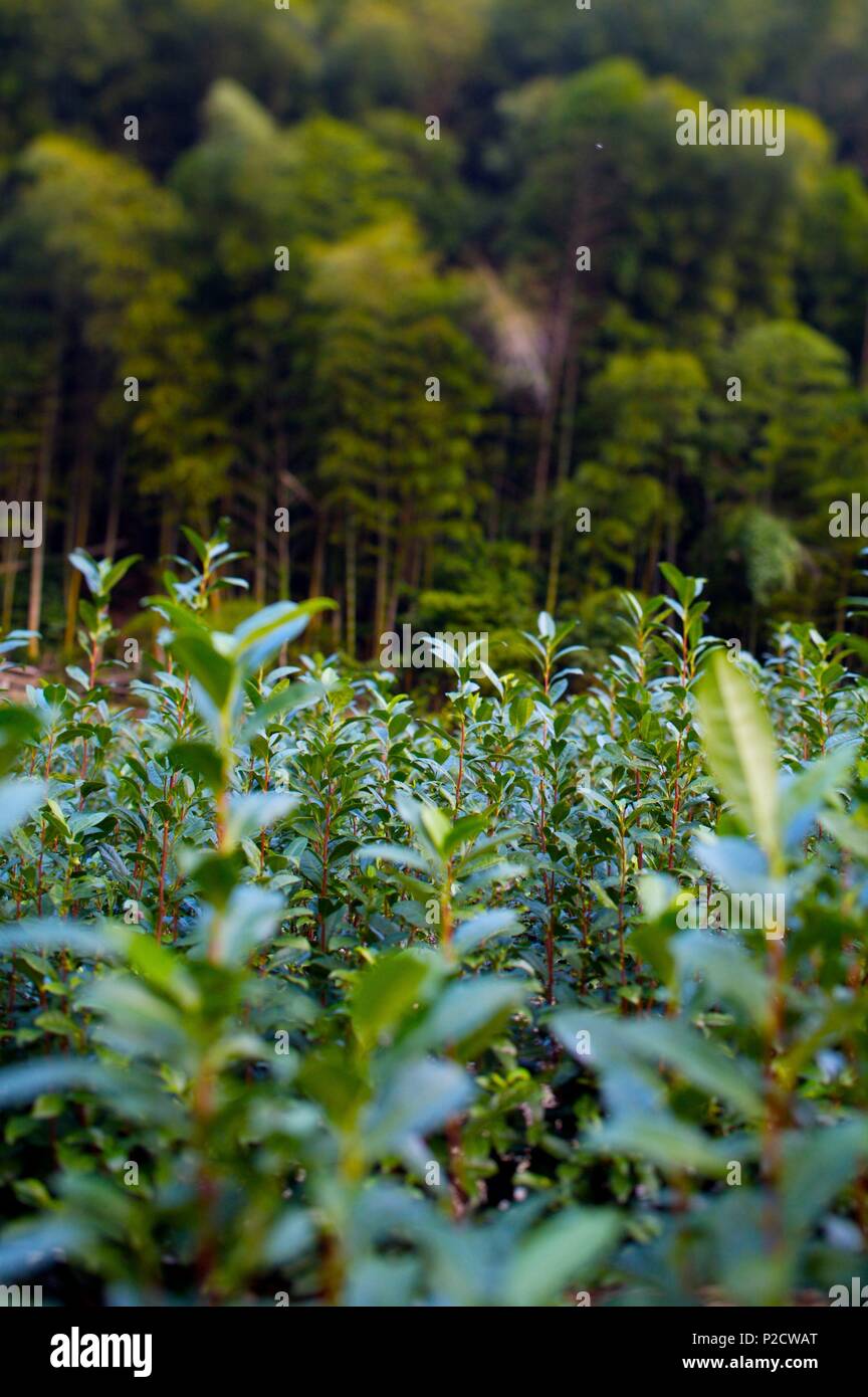 Uji tea fields hi-res stock photography and images - Alamy
