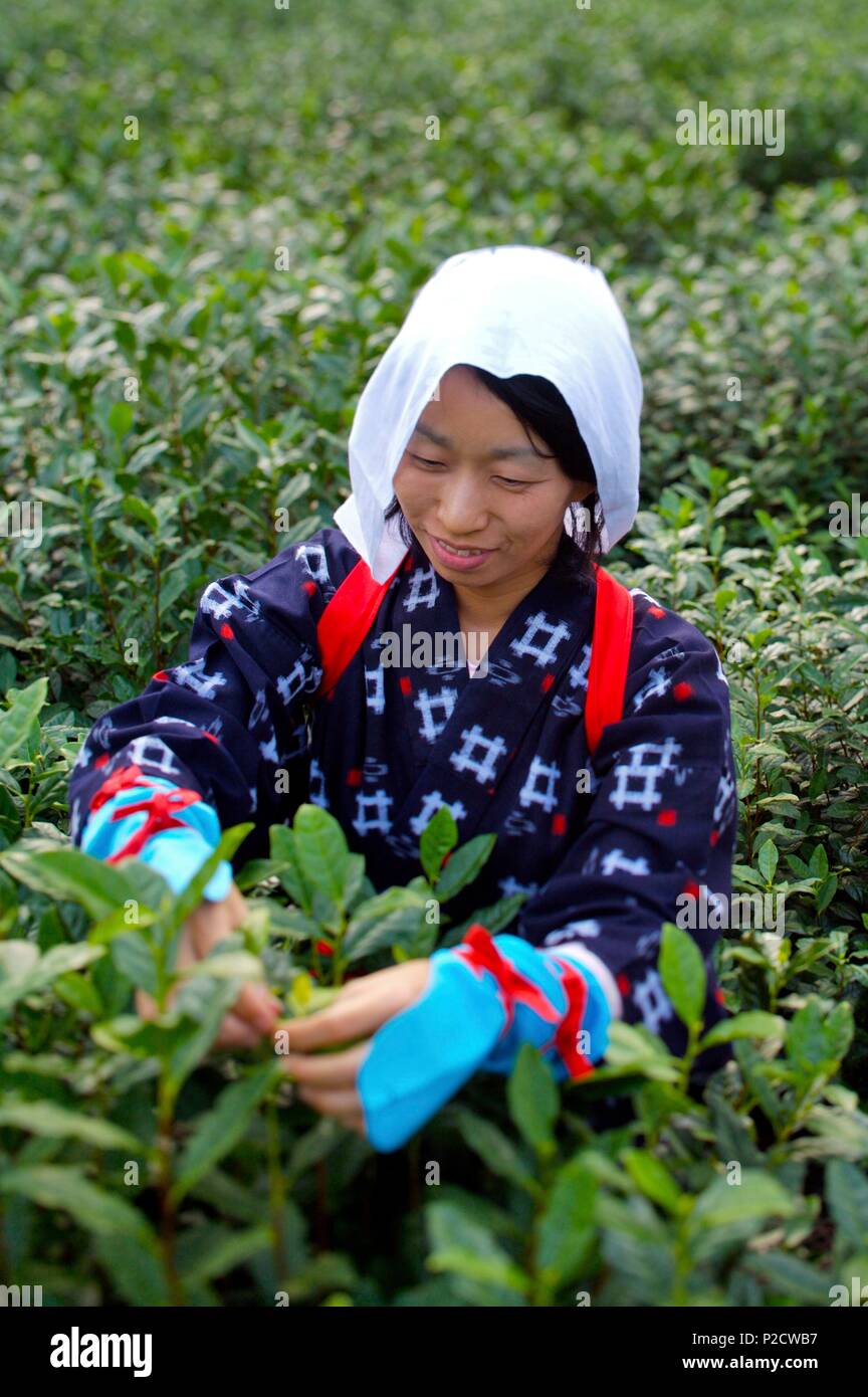 Japan, Honshu Island, Kansai, Uji, listed as World Heritage by UNESCO ...