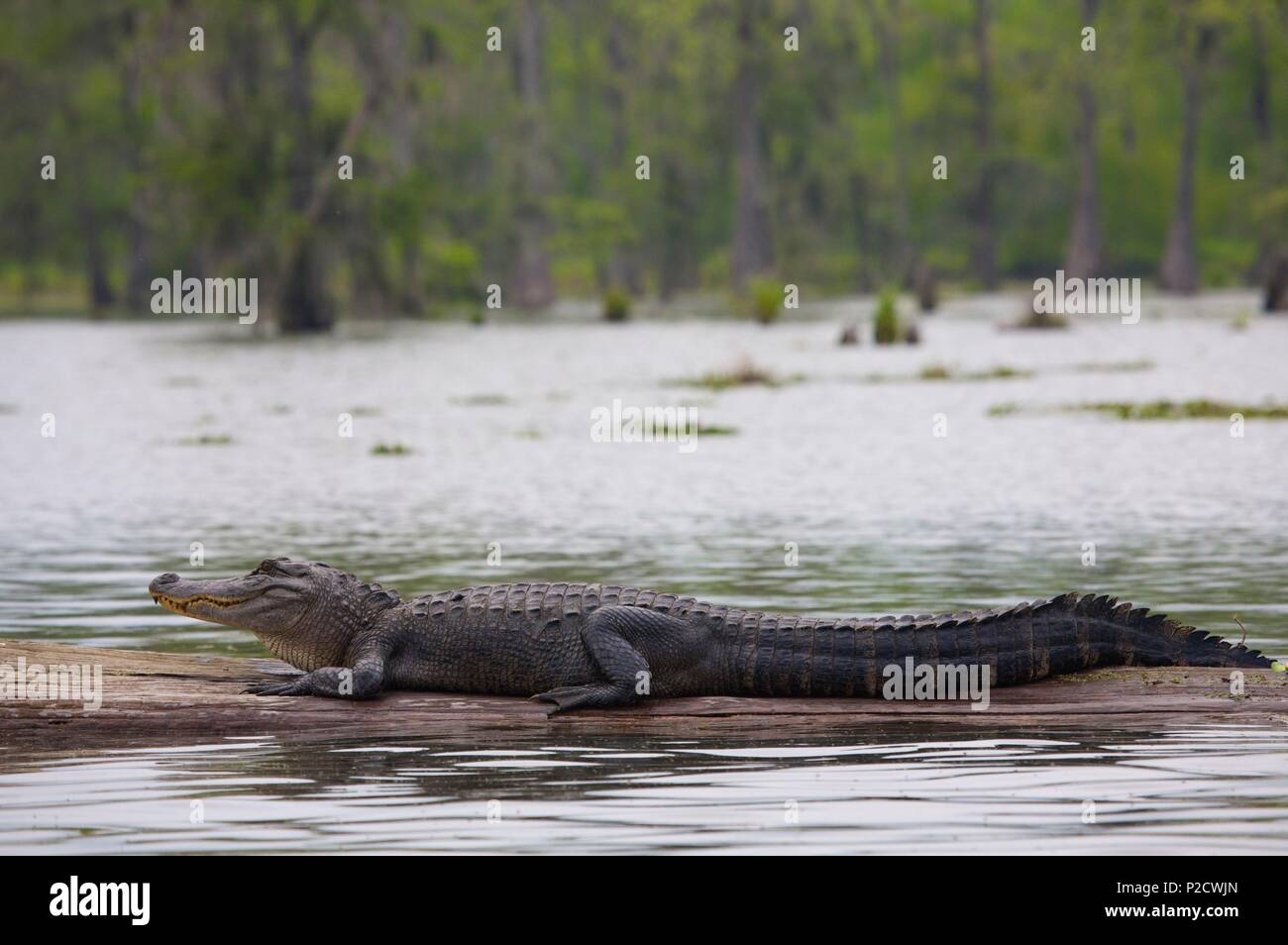 Louisiana bayou with alligator hi-res stock photography and images - Alamy