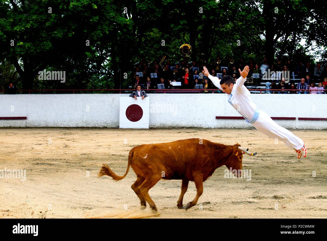Cow jumping hi-res stock photography and images - Alamy