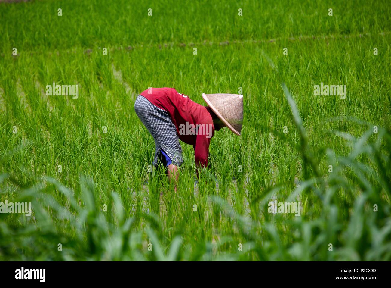 Central java agriculture hi-res stock photography and images - Alamy