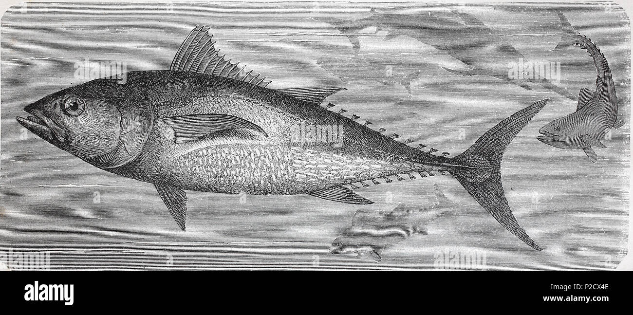 Albacore tuna thunnus alalunga fish hi-res stock photography and images ...