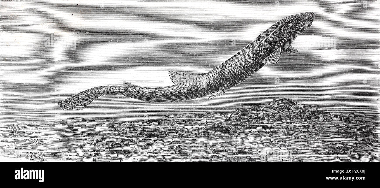 nursehound, Scyliorhinus stellaris, also known as the large-spotted ...