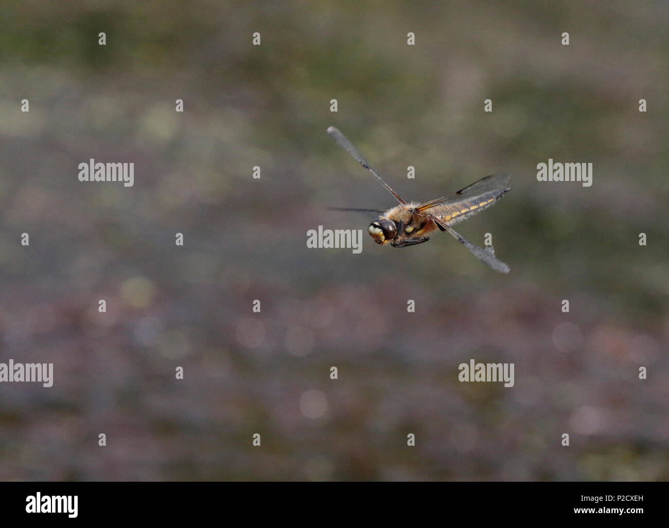 Four-spotted Chaser dragonfly Stock Photo - Alamy