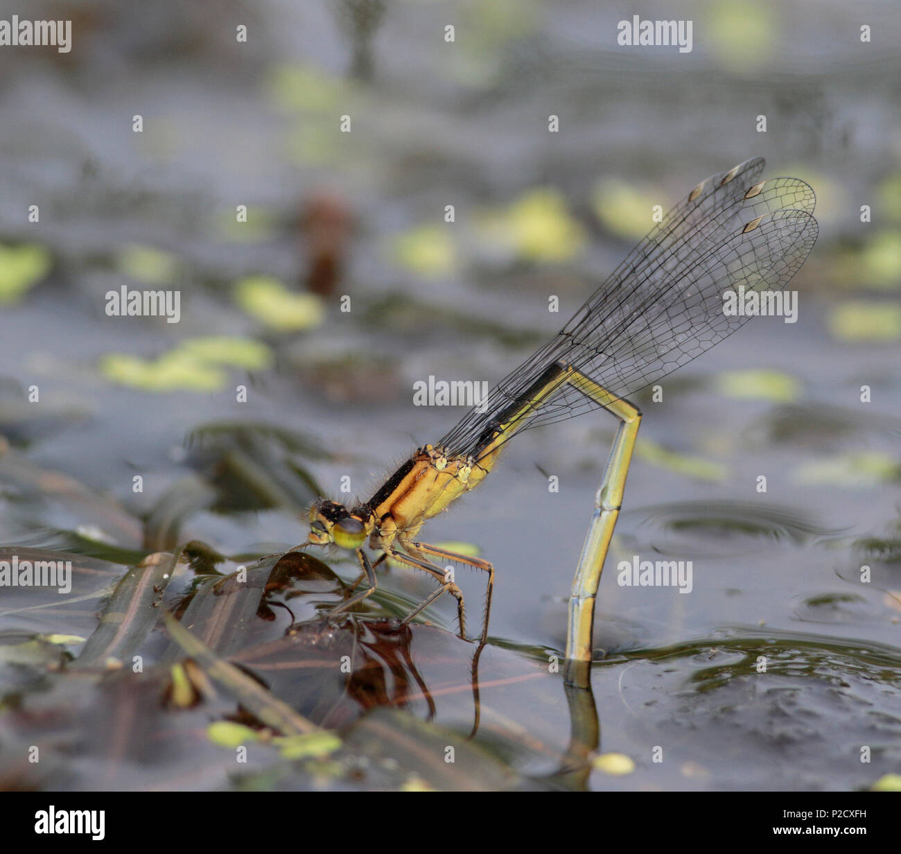 Damselfly Eggs