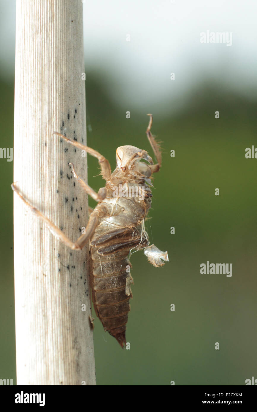 Four Spotted Chaser Dragonfly Nymph skin Stock Photo - Alamy
