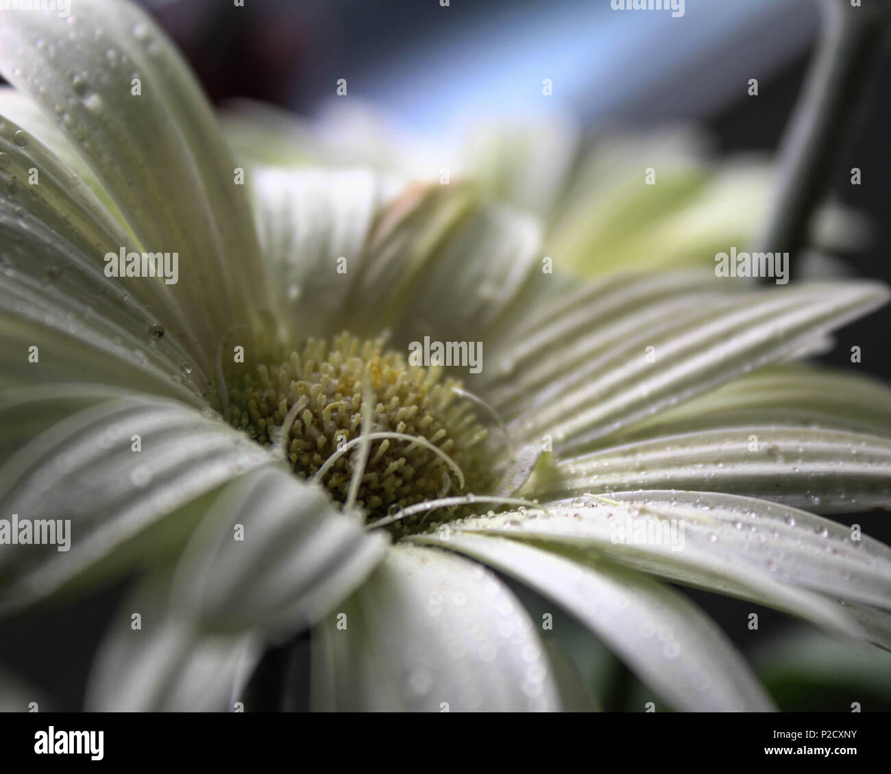 Dslr flower photography hi-res stock photography and images - Alamy