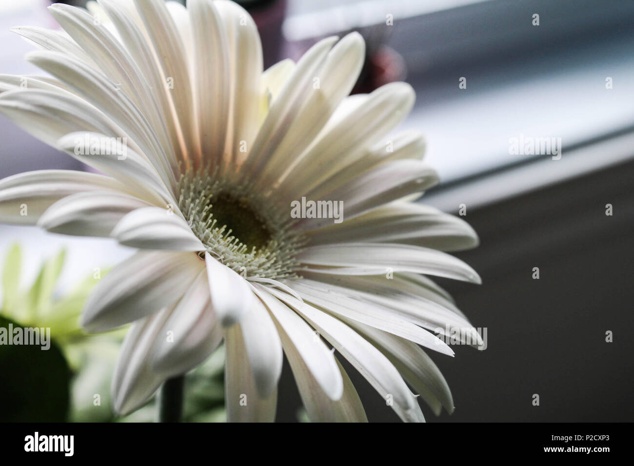 Dslr flower photography hi-res stock photography and images - Alamy