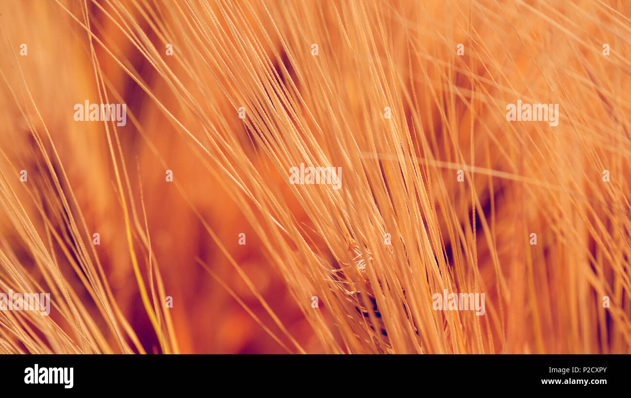 Wheat beard close up as abstract background, macrophotography with ...