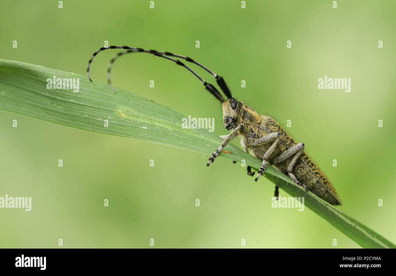 A stunning Golden-bloomed Grey Longhorn Beetle ( Agapanthia ...