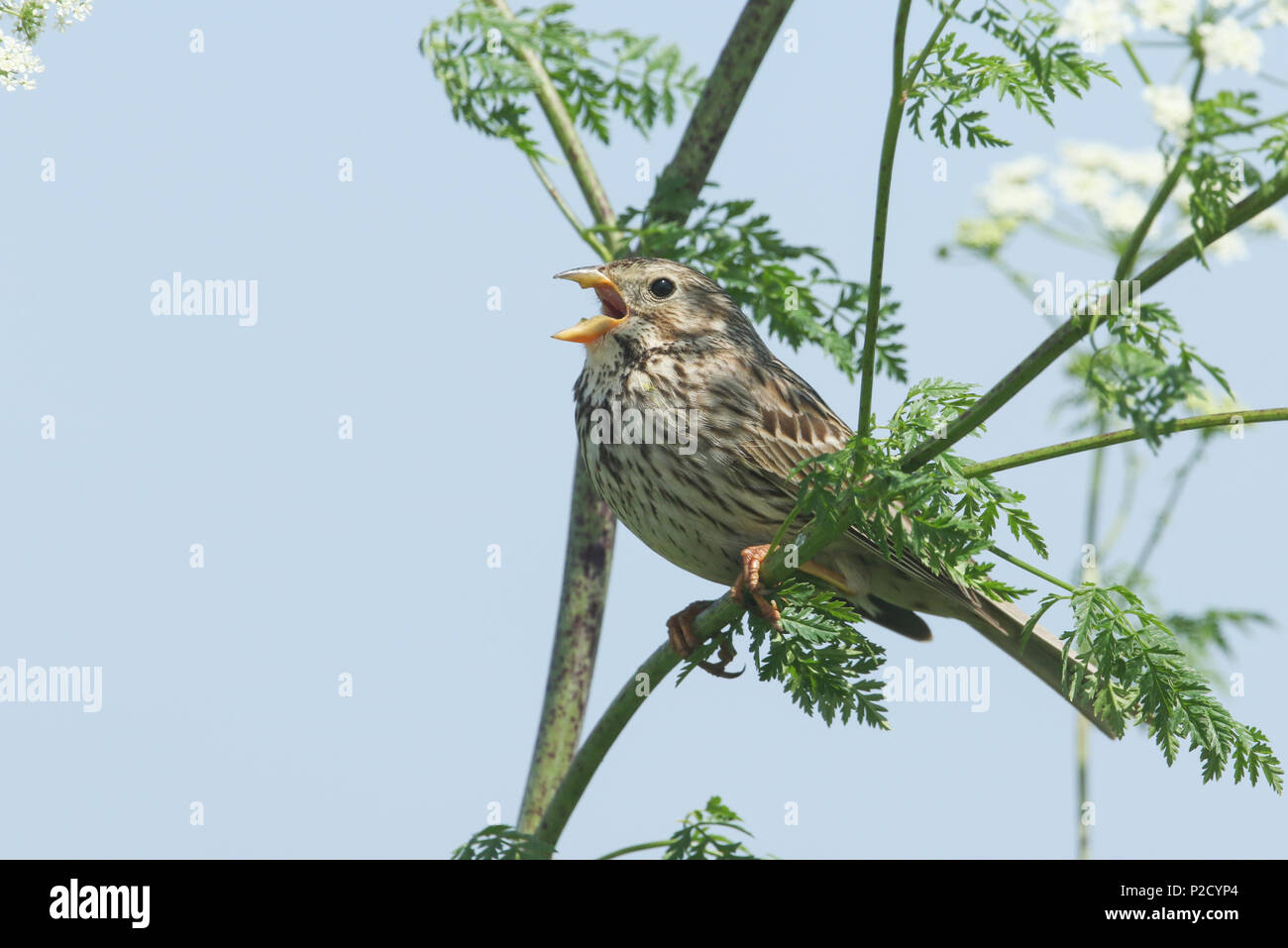 A singing Corn Bunting (Emberiza calandra) perching on a Hemlock plant ...