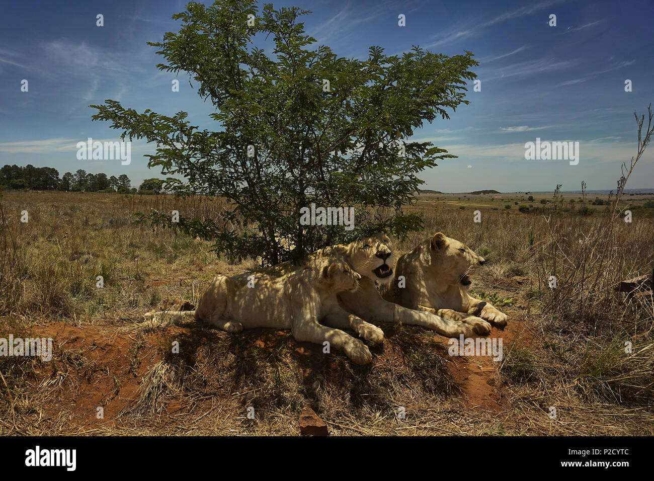 Lions under the tree hi-res stock photography and images - Alamy
