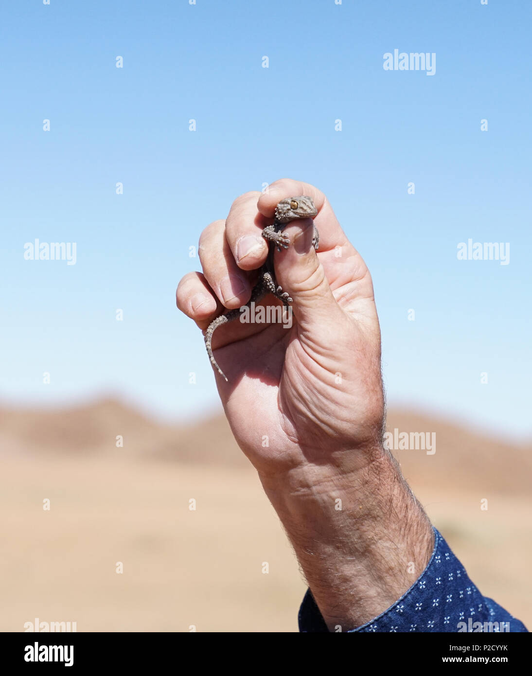 Wedge foot gecko, held in mans hand Stock Photo - Alamy