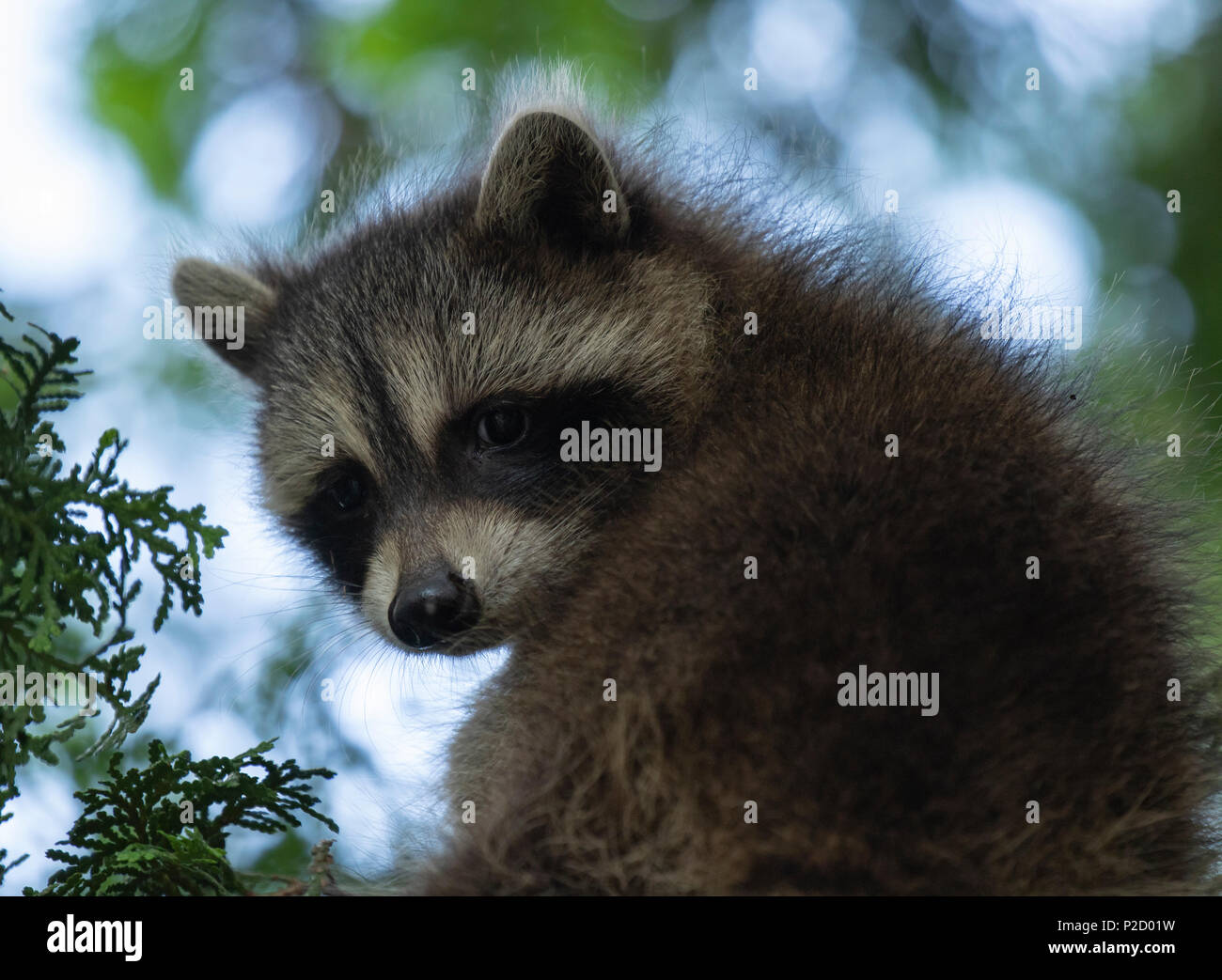 Racoon cubs hi-res stock photography and images - Alamy