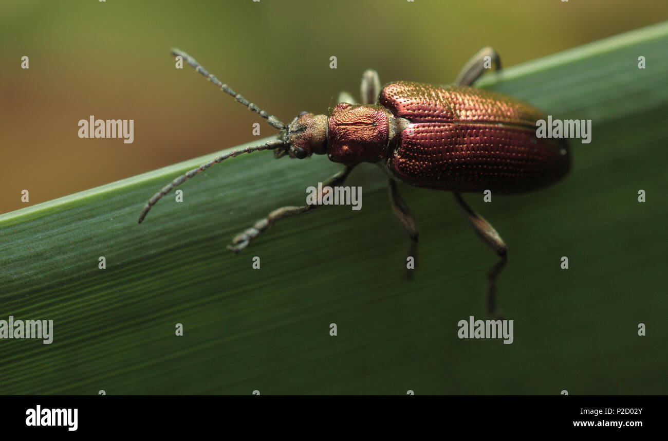A reed beetle (Donacia marginata Stock Photo - Alamy