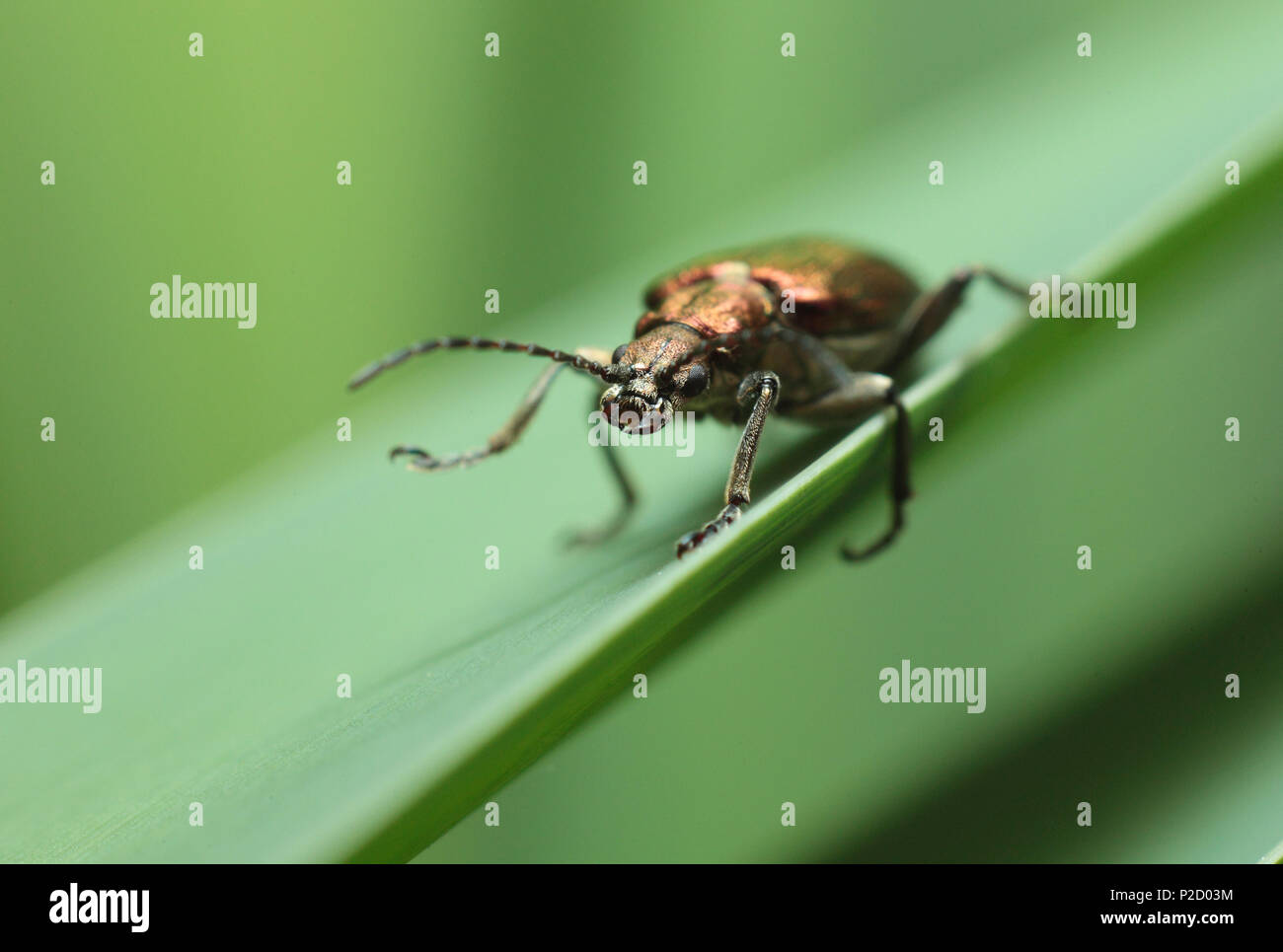 A reed beetle (Donacia marginata Stock Photo - Alamy