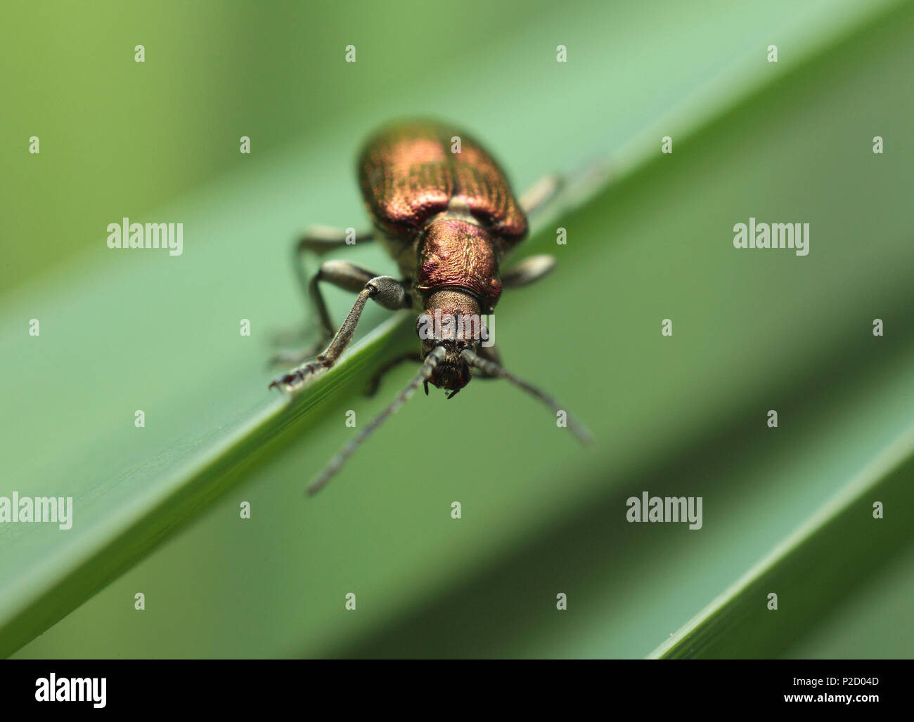 A reed beetle (Donacia marginata Stock Photo - Alamy