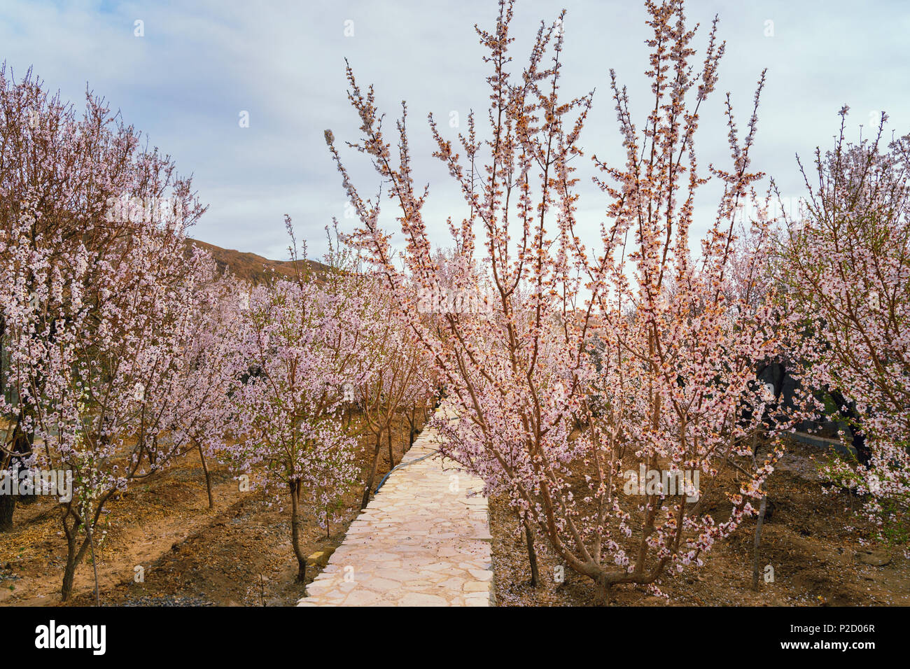 Almond tree in spring hi-res stock photography and images - Alamy