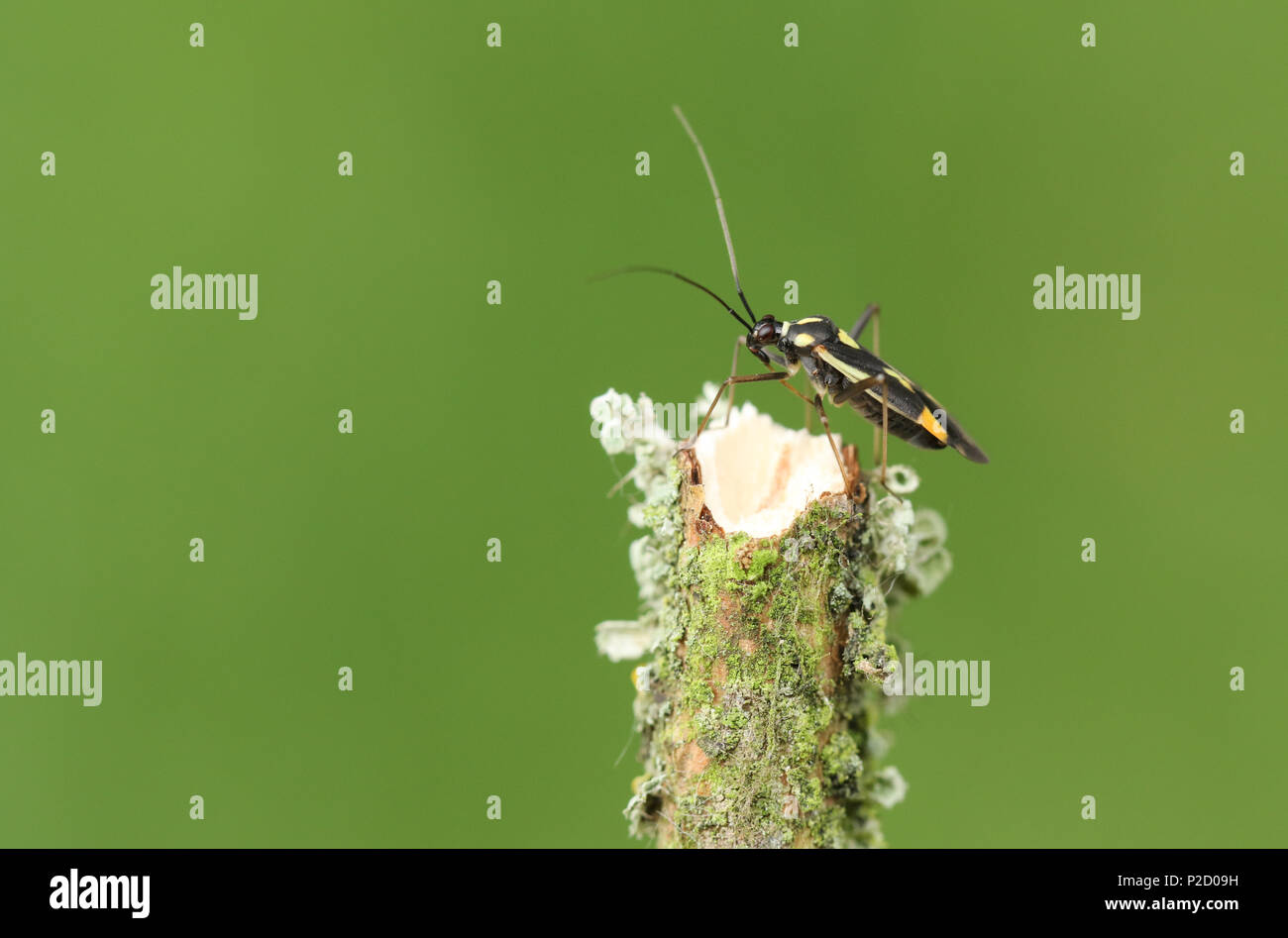 A stunning Calocoris stysi Bug perching on a twig Stock Photo - Alamy