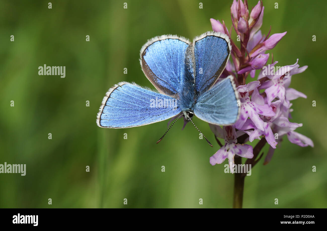 Male Adonis Blue Butterfly High Resolution Stock Photography and Images ...