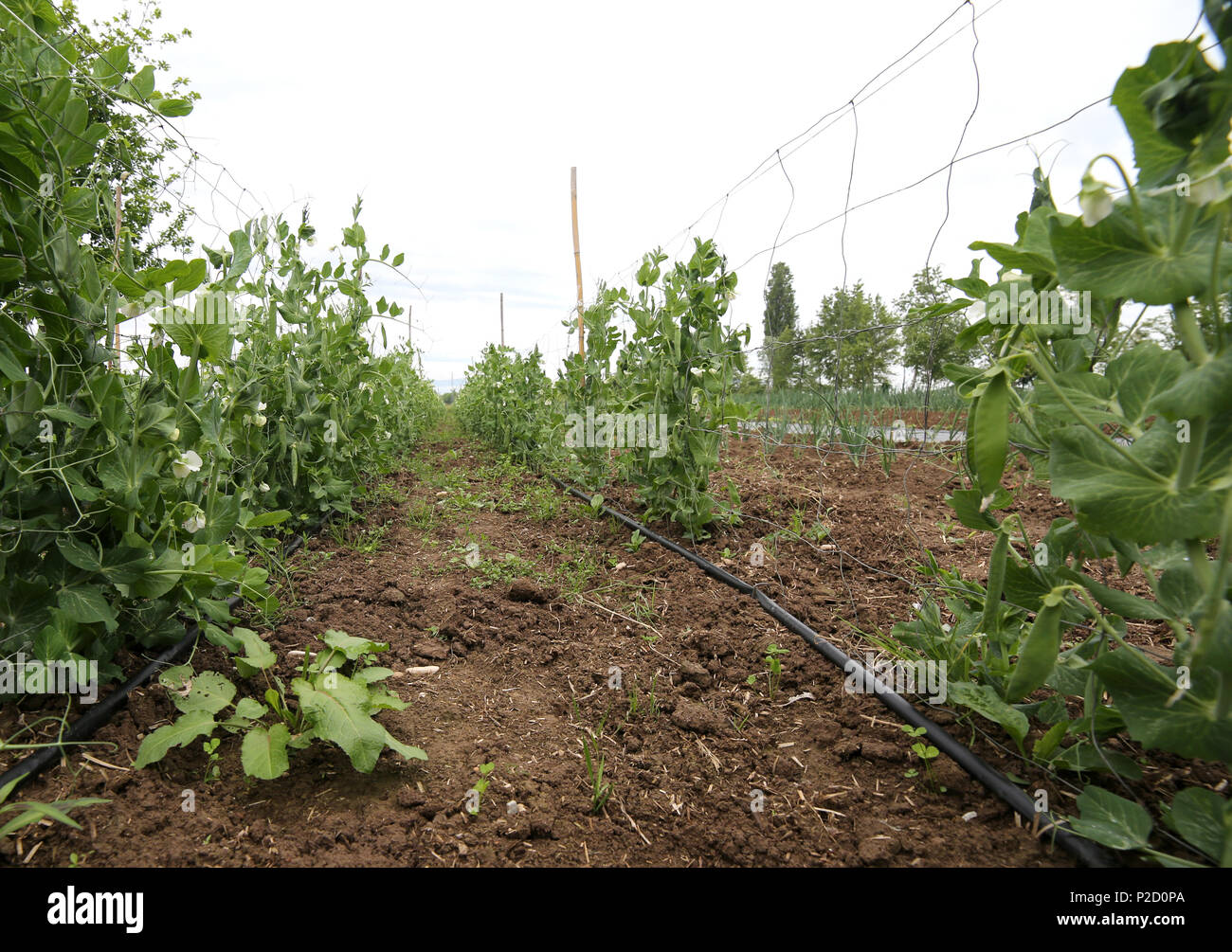 Pea seed po hi-res stock photography and images - Alamy