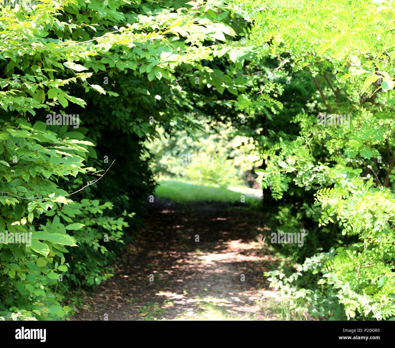 endless path passes through the green and lush forest Stock Photo - Alamy