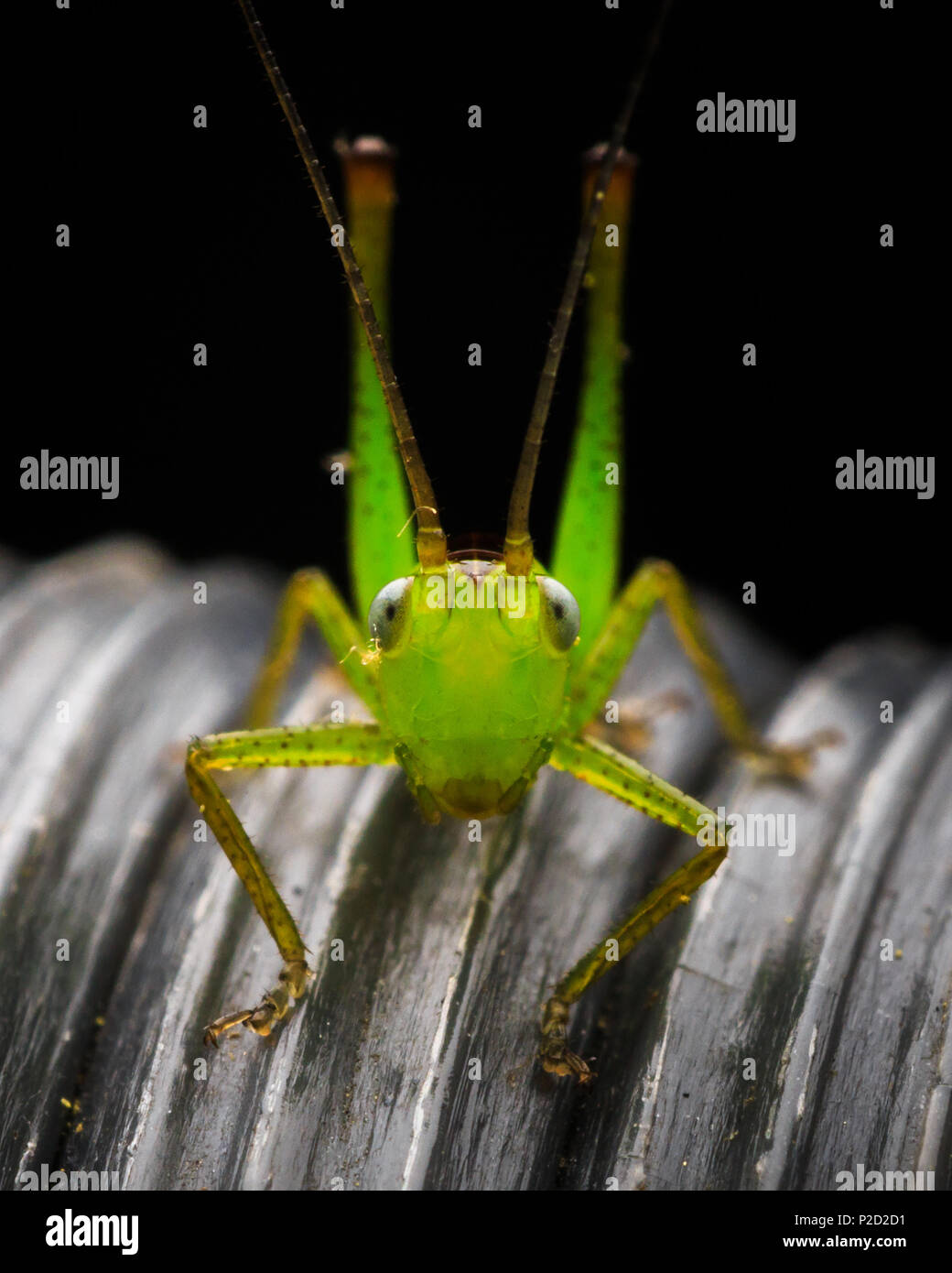 Macro portrait of a bright green leaf hopper with a dark background ...