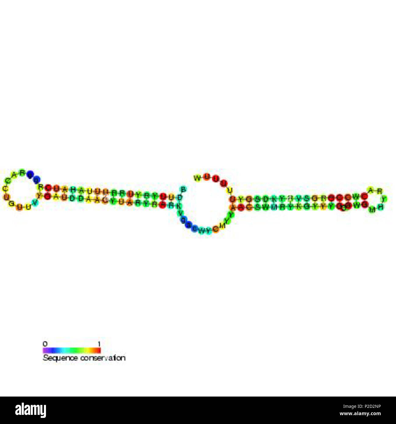 Rna Nucleotide Sequence