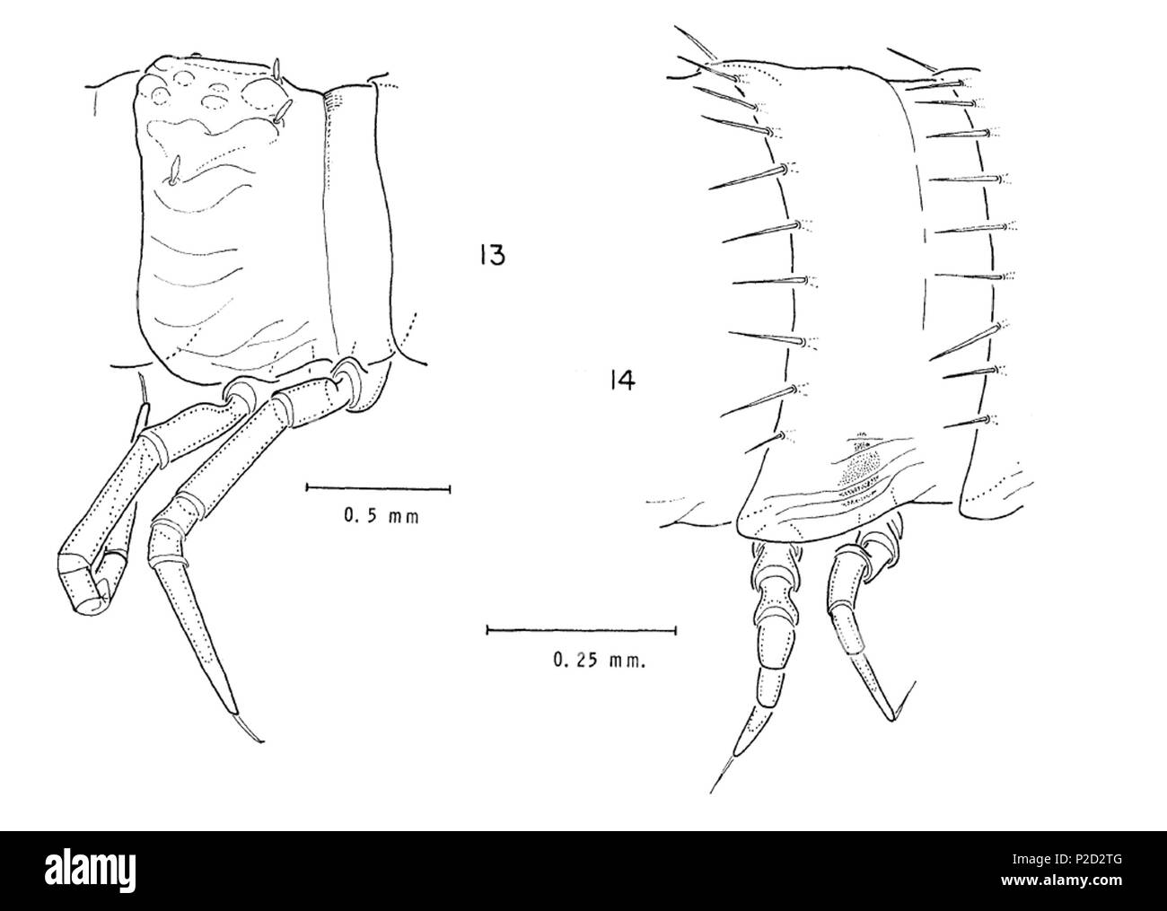 Cave adaptation Cut Out Stock Images & Pictures - Alamy