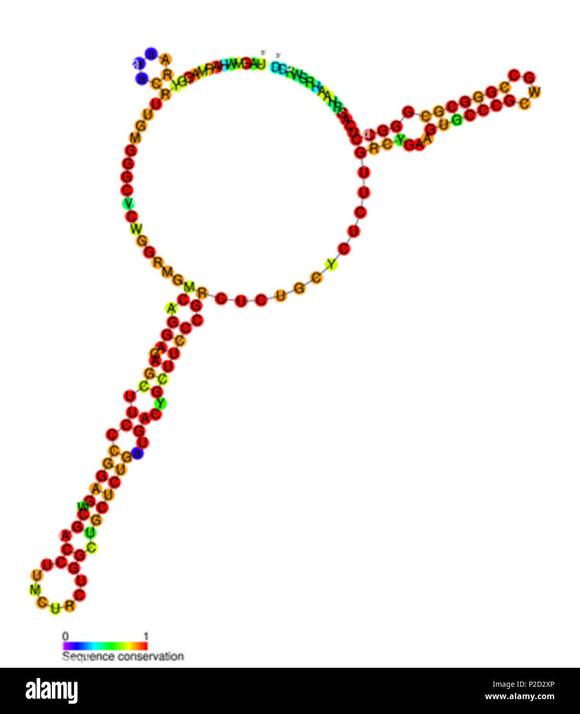 Acat hi-res stock photography and images - Alamy