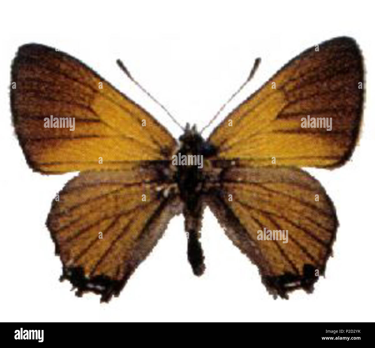 Butterfly id Cut Out Stock Images & Pictures - Alamy