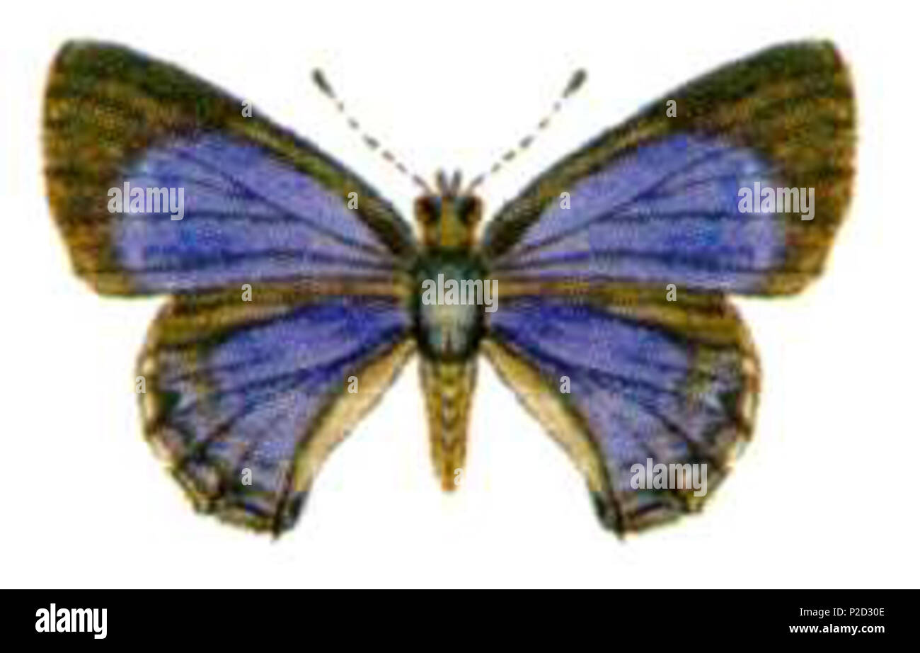 . Acrodipsas myrmecophila Phylum ARTHROPODA Class HEXAPODA Order ...