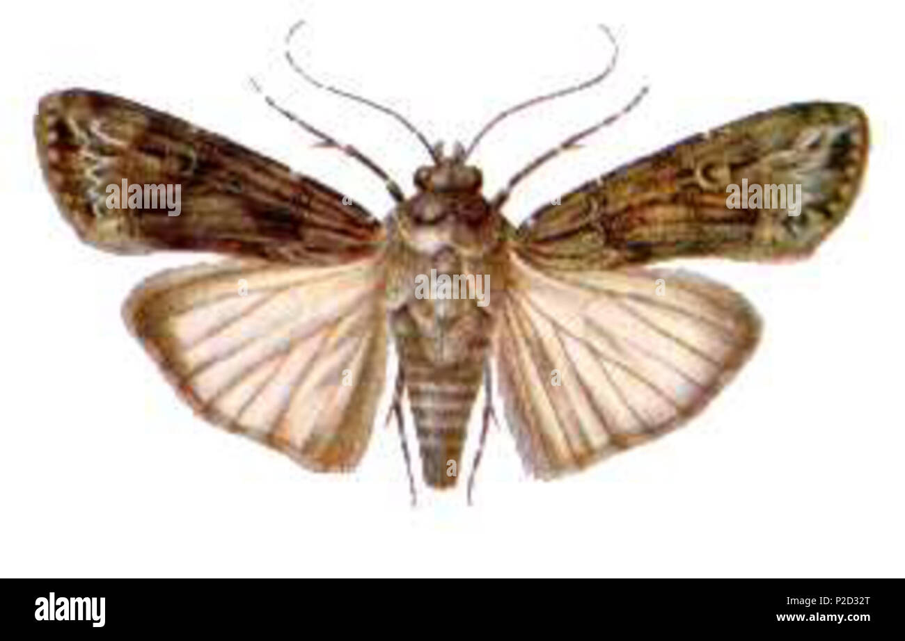 . Agrotis ipsilon Phylum ARTHROPODA Class HEXAPODA Order Lepidoptera ...