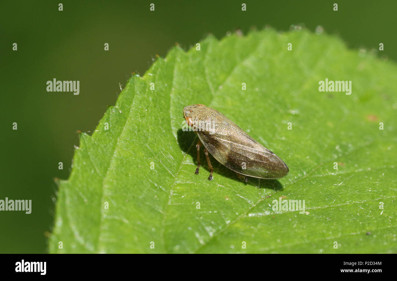 Spittlebug larva and foam hi-res stock photography and images - Alamy