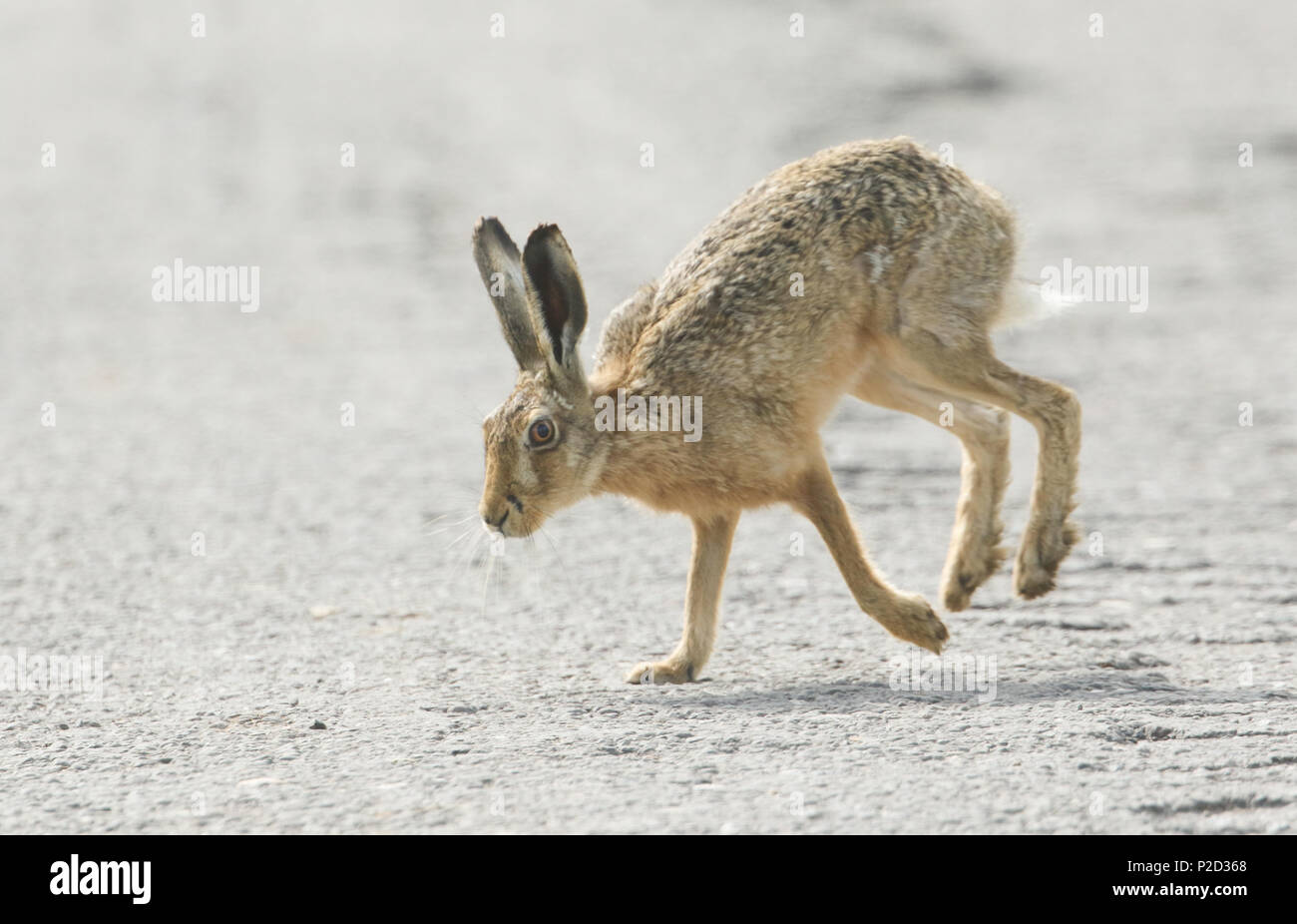 Hare running fast hi-res stock photography and images - Alamy