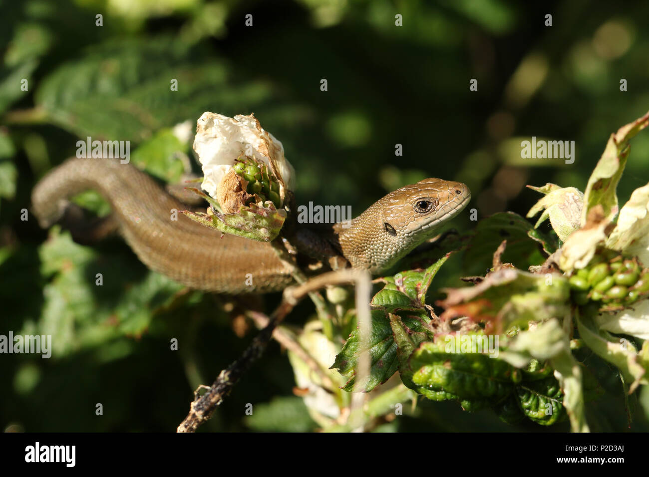Small reptiles insects hi-res stock photography and images - Alamy
