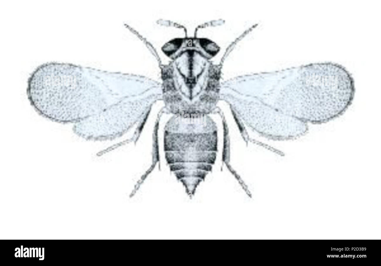 4 Aphelinus mali Stock Photo - Alamy